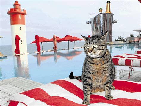 Top Fat Cat Slims Down For Birthday Bash