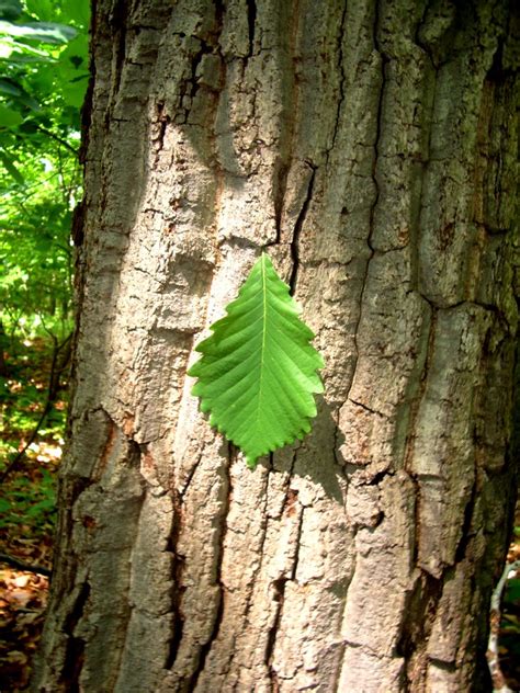 Chestnut Oak Free Photos On