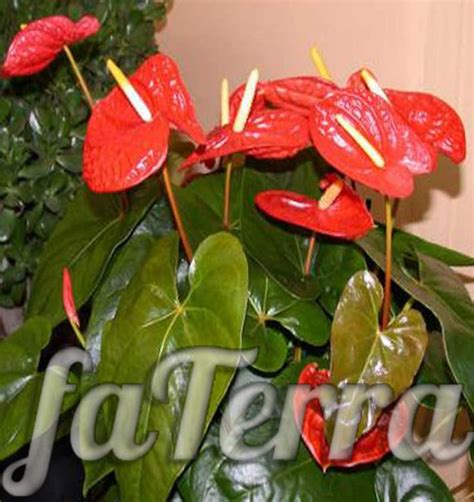Антуриум уход в домашних условиях Anthurium Stuffed Peppers