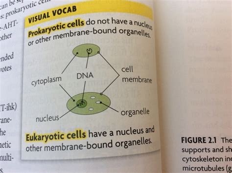 Section 3 1 Cell Theory Flashcards Quizlet