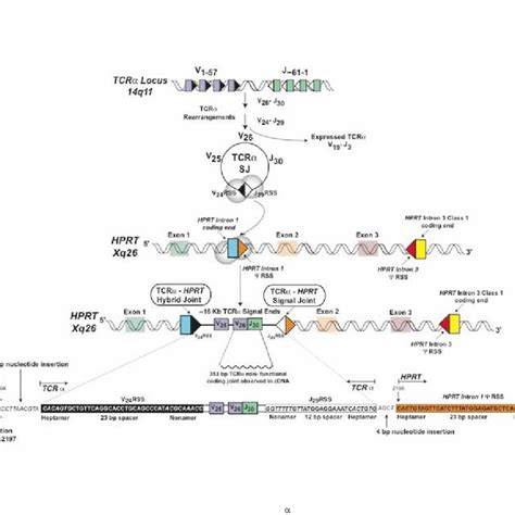 Schematic Of Vdj Recombinase Mediated Rearrangements At Immune System Download Scientific