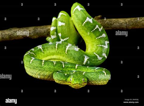 Emerald Tree Python
