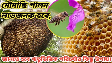 মৌমাছি পালন ও মধু চাষ।honey Bee Ms Masum Vlog Youtube