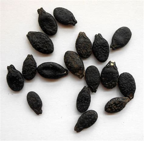 Dried Black Ridge Gourd Seeds Packaging Type Loose At ₹ 200kg In
