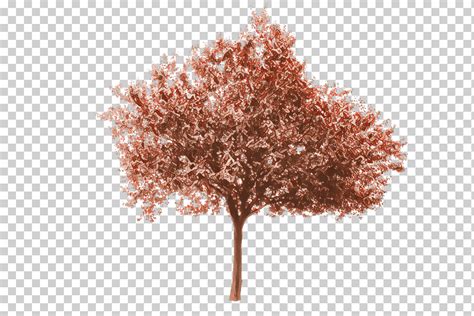 Plano Dibujos Animados Árbol Planta Planta Leñosa Rosa Hoja Flor