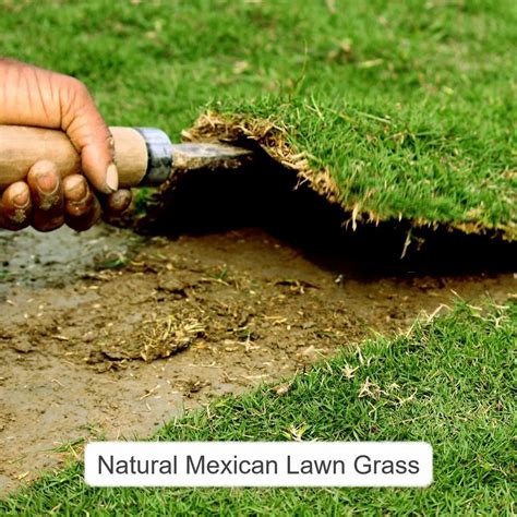 Natural Mexican Lawn Grass At ₹ 15sq Ft Raj Nagar New Delhi Id