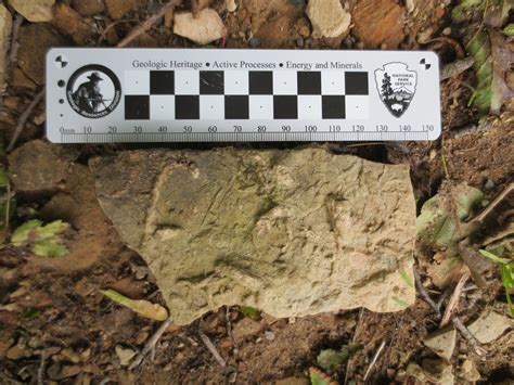 Equatorial Minnesota St Croix Cambrian Trace Fossils