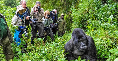 What Is The Gorilla Trekking Success Rate Bwindi Impenetrable