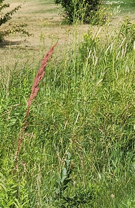 Some Type Of Amaranthus Growing Zone 3b 3a R Whatsthisplant