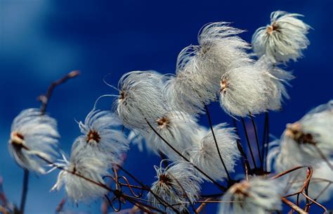 Clematis Kepala Biji Alam Foto Gratis Di Pixabay