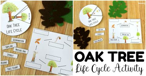 Life Cycle Of A Tree Worksheets