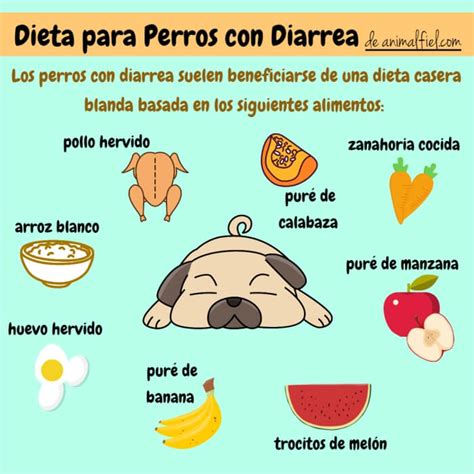 ¿qué Darle A Un Perro Con Diarrea 13 Alimentos Ideales