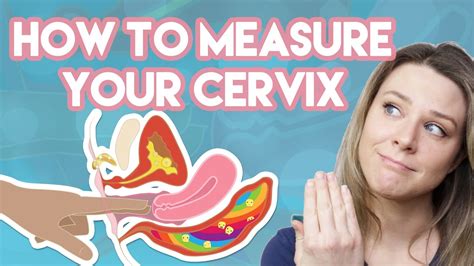 Recommendation Tips About How To Tell If Your Cervix Is High Or Low Blockbath71