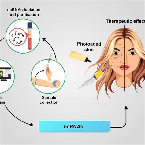 Photoaging Models Monolayer Cultures 2 Dimensional Cell Culture Download Scientific Diagram
