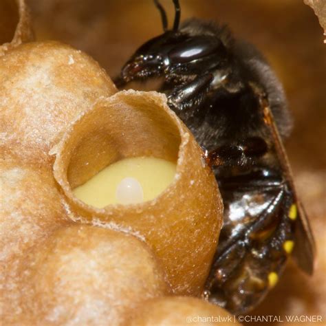 Oc An Egg From The Stingless Bee Mandaçaia Melipona Quadrifasciata Soon After The Queen