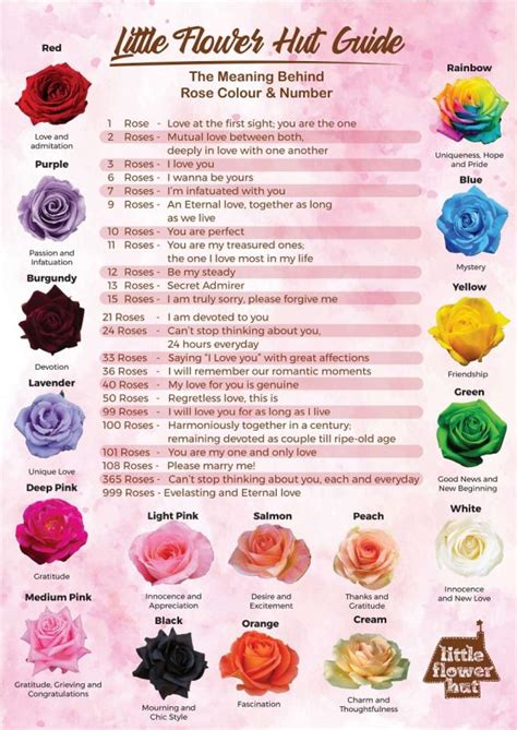 Sorry Rose Color Means What
