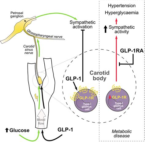 Glp1r Attenuates Sympathetic Response To High Glucose Via Carotid Body