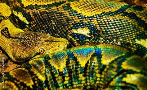 Foto De The Reticulated Python Malayopython Reticulatus Is A Python