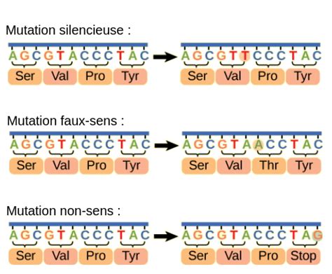 Les Mutations Ponctuelles Labster