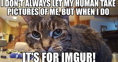 Unimpressed Cat Imgur