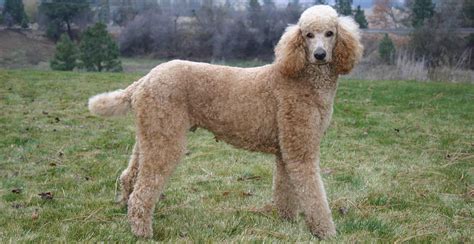 Poodle Breed Guide Lifespan Size And Characteristics