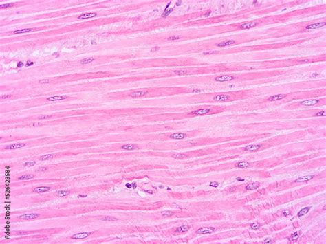 Histology Of Human Tissue Show Epithelial Tissue And Connective Tissue