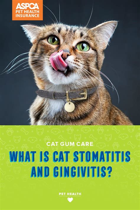 What Is Cat Stomatitis And Gingivitis Cat Gum Care Artofit