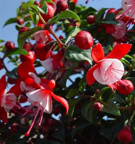 Shadow Dancer Peggy Fuchsia Flowers Fuchsia Garden Trees To Plant