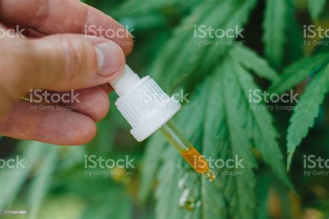 대마의 덤불의 배경에 대한 손에 유리 투명 드롭퍼의료 마리화나 Cbd 오일 대마는 한방 의학의 개념입니다 Thc에 대한 스톡