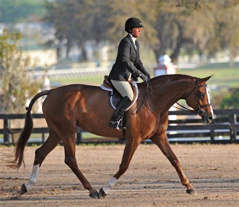 218 Best Hunterequitation Images On Pinterest Show Jumping Equine