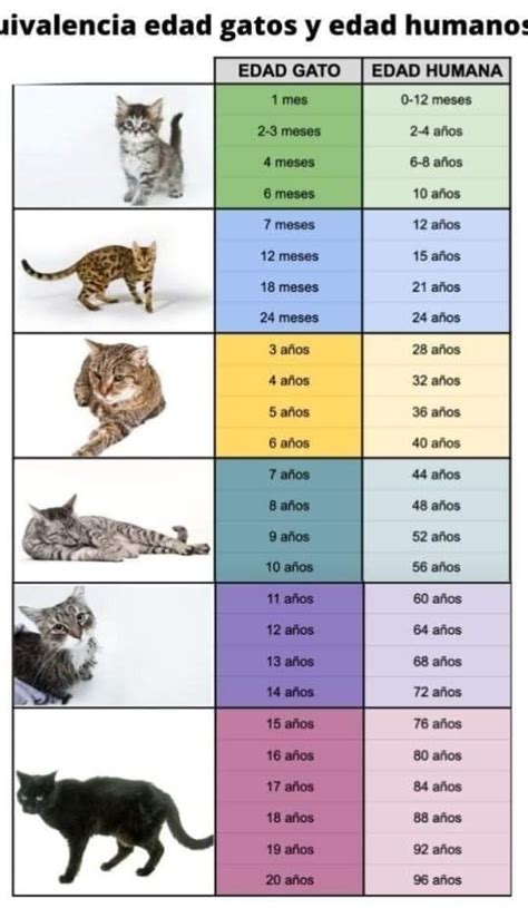 Pin De Isabel Blazquez Gallego En Láminas De Gatos Edad De Gatos