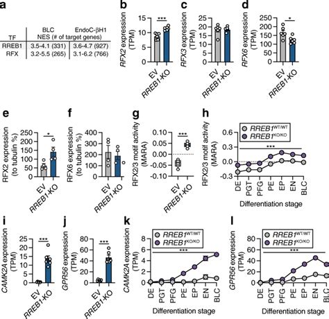 Rreb1 Deficiency Affects Rfx Motif Activity A Most Common