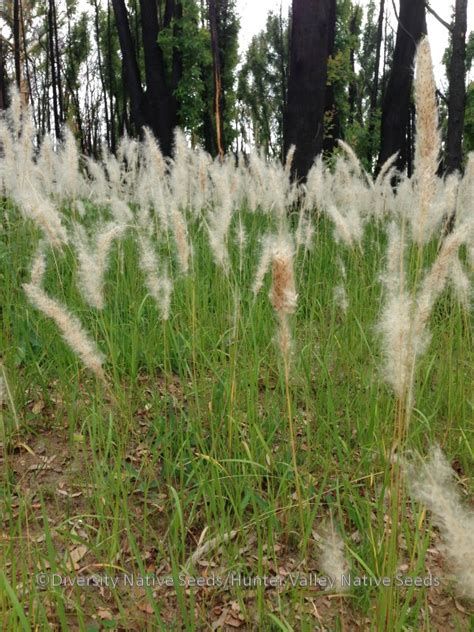 Diversity Native Seeds Blog Archive Imperata Cylindrica Blady Grass