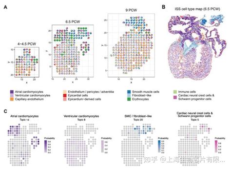 Nucleic Acids Research Stride：使用scrna Seq数据精确分解和整合空间转录组 知乎