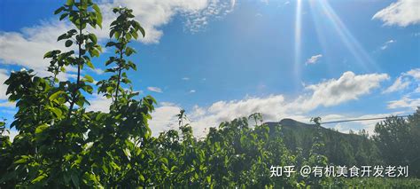 如何挑选和储存西红柿（番茄） 知乎
