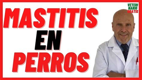 Qué es Cómo Curar y Aliviar la Mastitis en Perros con y sin Embarazo