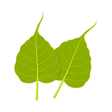Peepal Tree Sketch