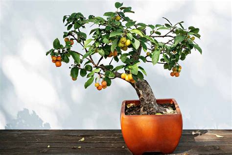 How To Grow Bonsai Fruit Trees Gardeners Path