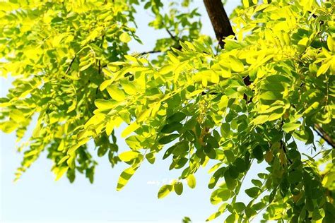 郑州禾木园林绿化工程有限公司－绿化养护苗木配送景观规划设计绿化施工绿化劳务屋顶绿化拓荒 郑州禾木园林绿化工程有限公司