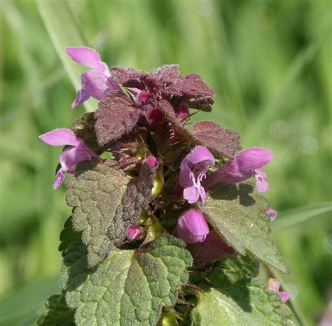 Dead Nettle An Overlooked Yet Valuable Wild Edible Eat The Planet