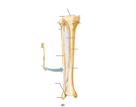 Anterior View Of Legc Label Diagram Sauer Gfhs Quiz