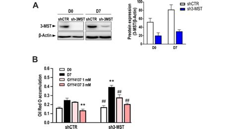 Gyy4137 And Hmpsne Treatments On 3 Mst Knockdown Adipocytes A Download Scientific Diagram