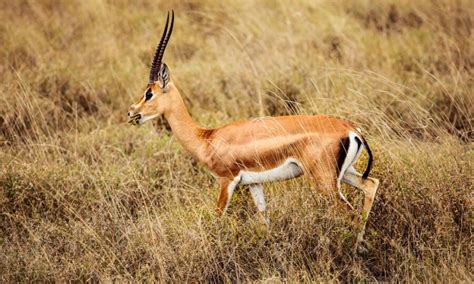 Gazelles Vs Antelopes What Distinguishes An Antelope From A Gazelle
