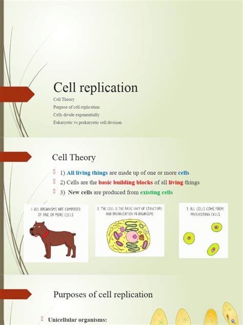 Cell Replication Pdf Cell Biology Mitosis