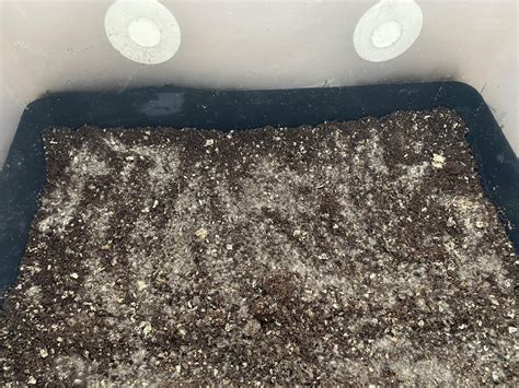 Mycelium Or Cobweb 1st Tub Ever R Shrooms