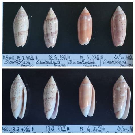 Shellauction Net Oliva Multiplicata