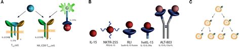 Frontiers Interleukin 15 Pharmacokinetics And Consumption By A