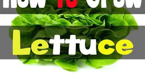How To Grow Lettuce Vegetablegardening Organic Gardening