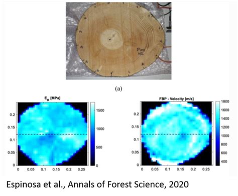 Ultrasound Computed Tomography On Standing Trees Accounting For Wood Anisotropy Permits A More