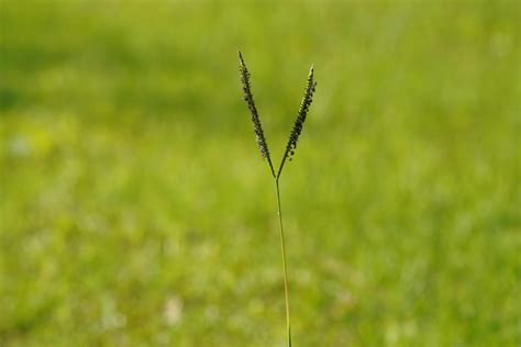 Premium Photo Bahiagrass Or Paspalum Notatum Also Known As Pensacola